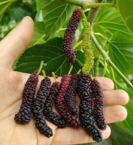 MULBERY INDIAN (SETUR) - Chamunda Nursery
